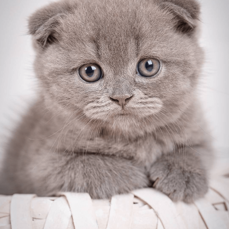 22 Itty Bitty Cute Baby Animals To Bring A Smile To Your Face (May 4, 2025)