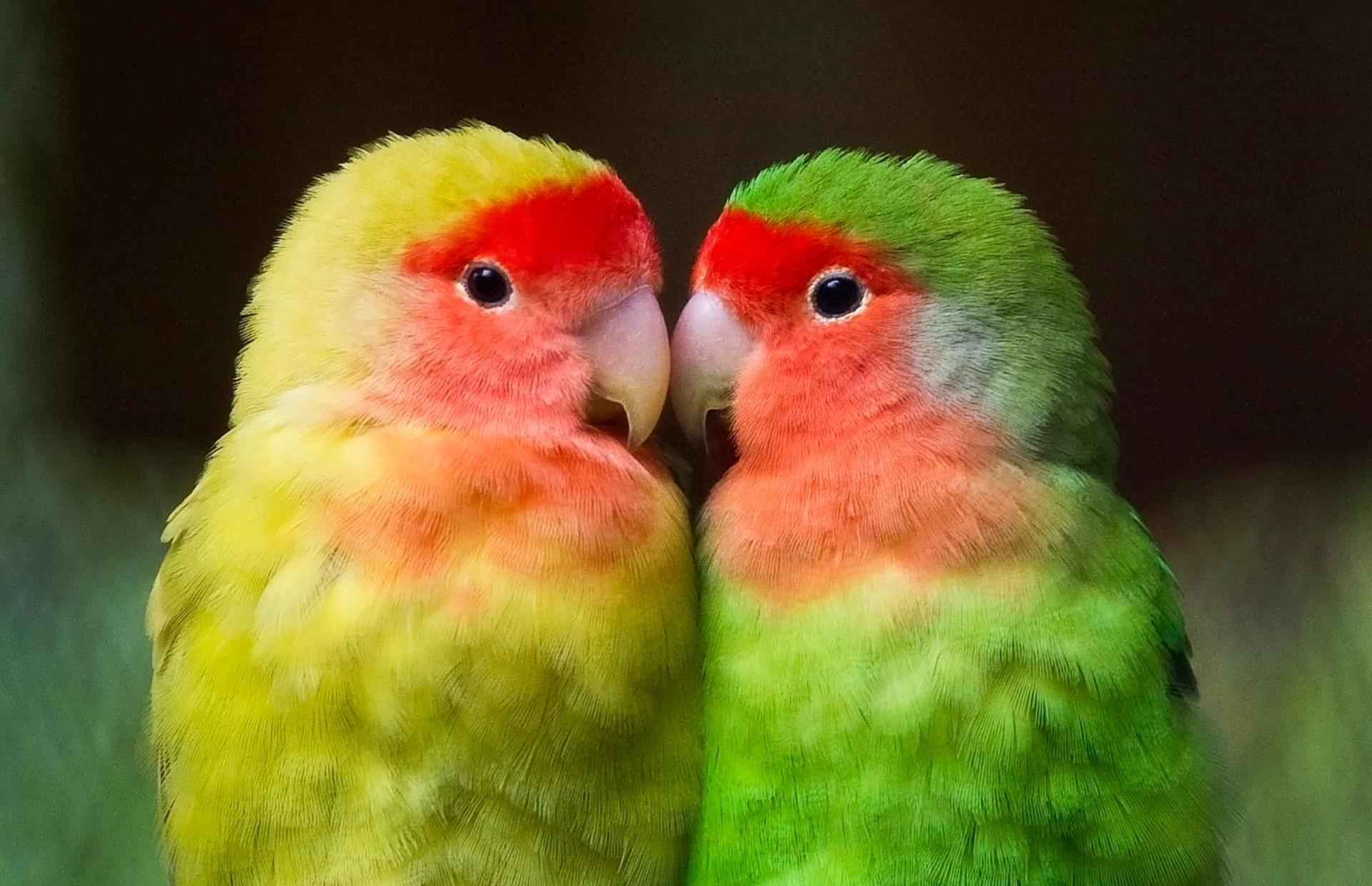 Animals with the weirdest mating rituals