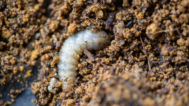 Are Grub Worms Ruining Your Yard? There's A Simple Solution (But You ...