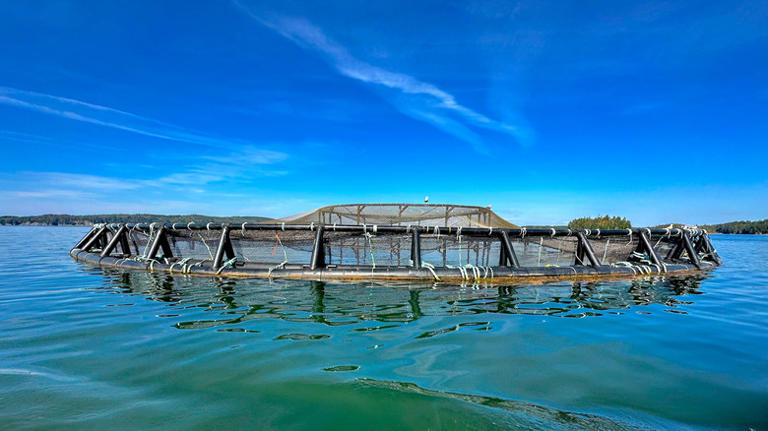 12 Things Experts Say You Should Look For When Buying Salmon