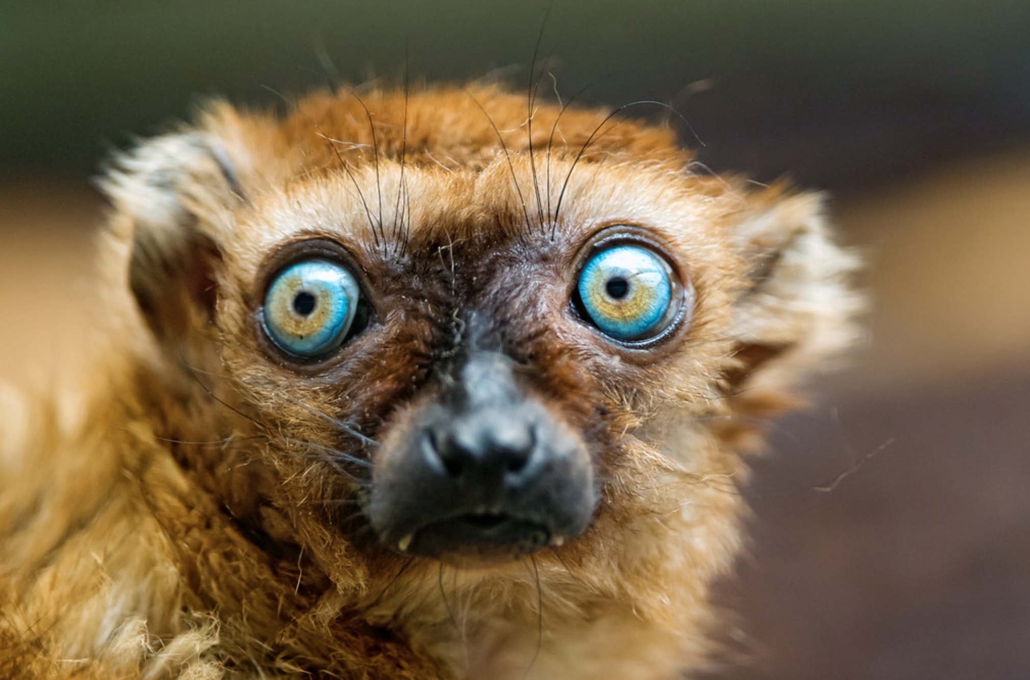 Close-Ups of the Animal Kingdom's Craziest Eyes