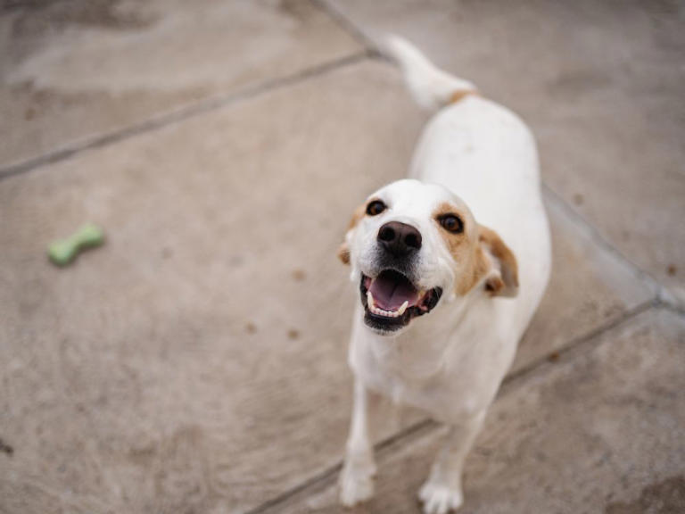Seu cão abana o rabo em excesso? Isso pode indicar um problema!