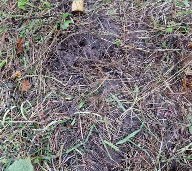 Gardener shares hard lesson learned after failed yard project: 'The ...