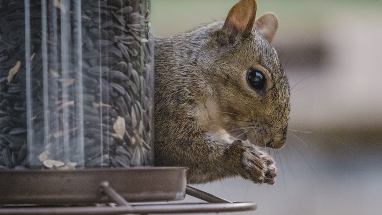 5 Common Things That Are Attracting Squirrels To Your Yard And Garden