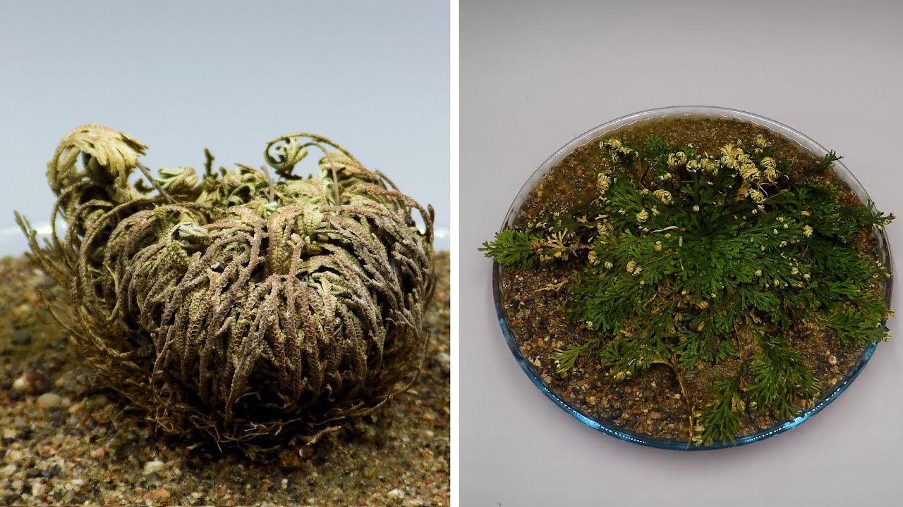 Rose Of Jericho Time Lapse - Resurrection Plant