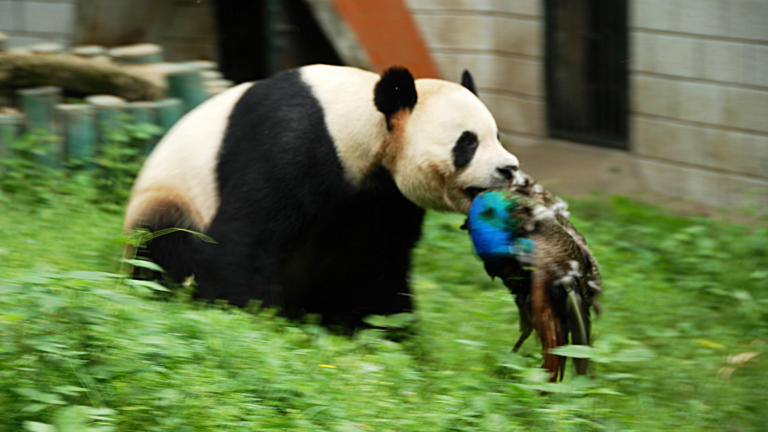 Do pandas eat anything besides bamboo?