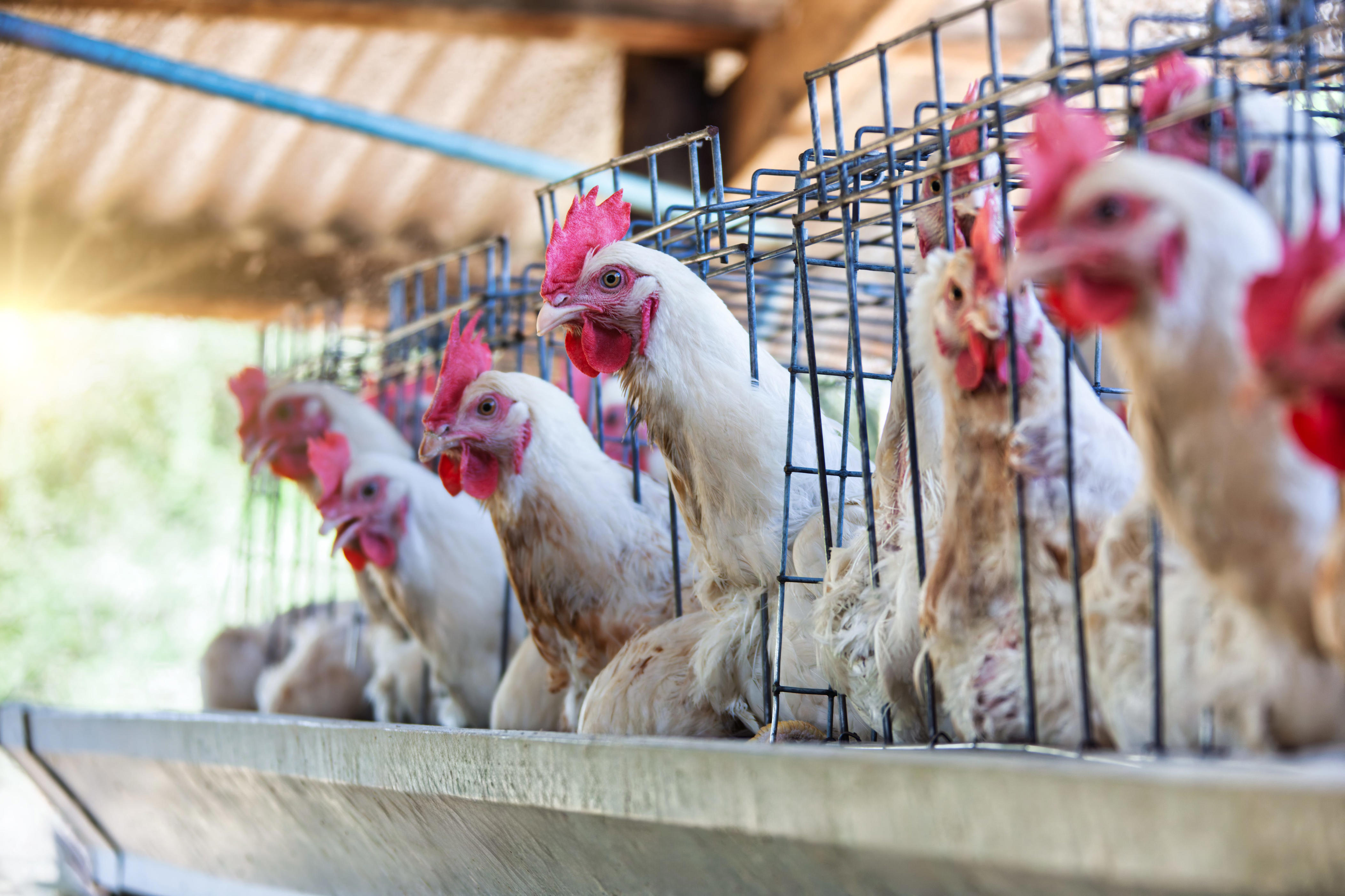 Could bird flu be the next pandemic? What we know about H5N1