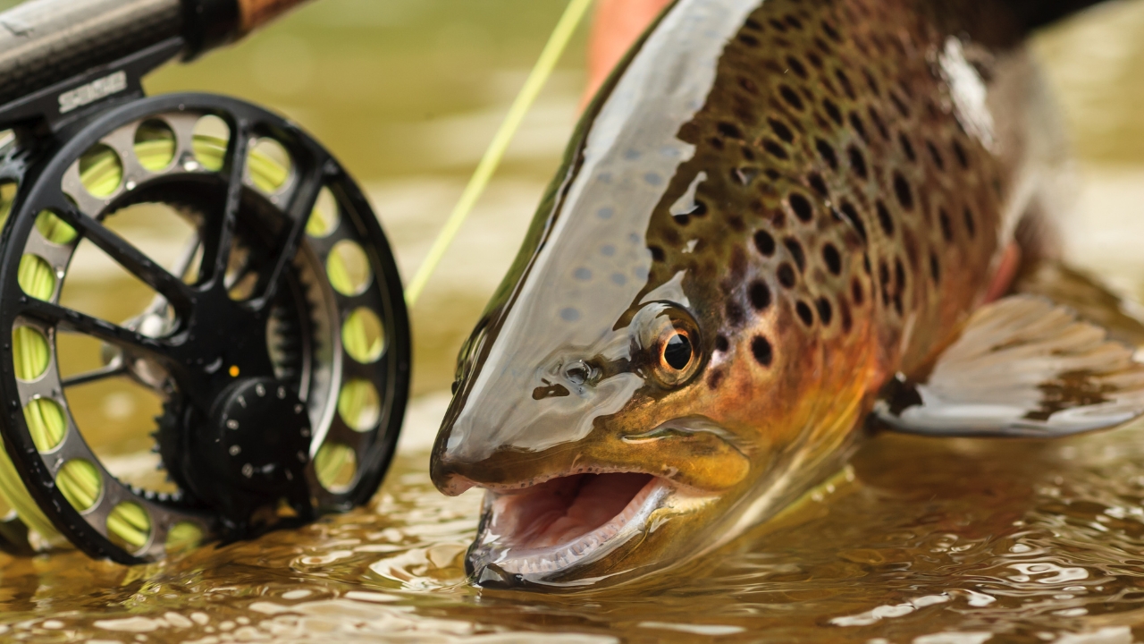 Best Fly Fishing Streams for Big, Wild Trout