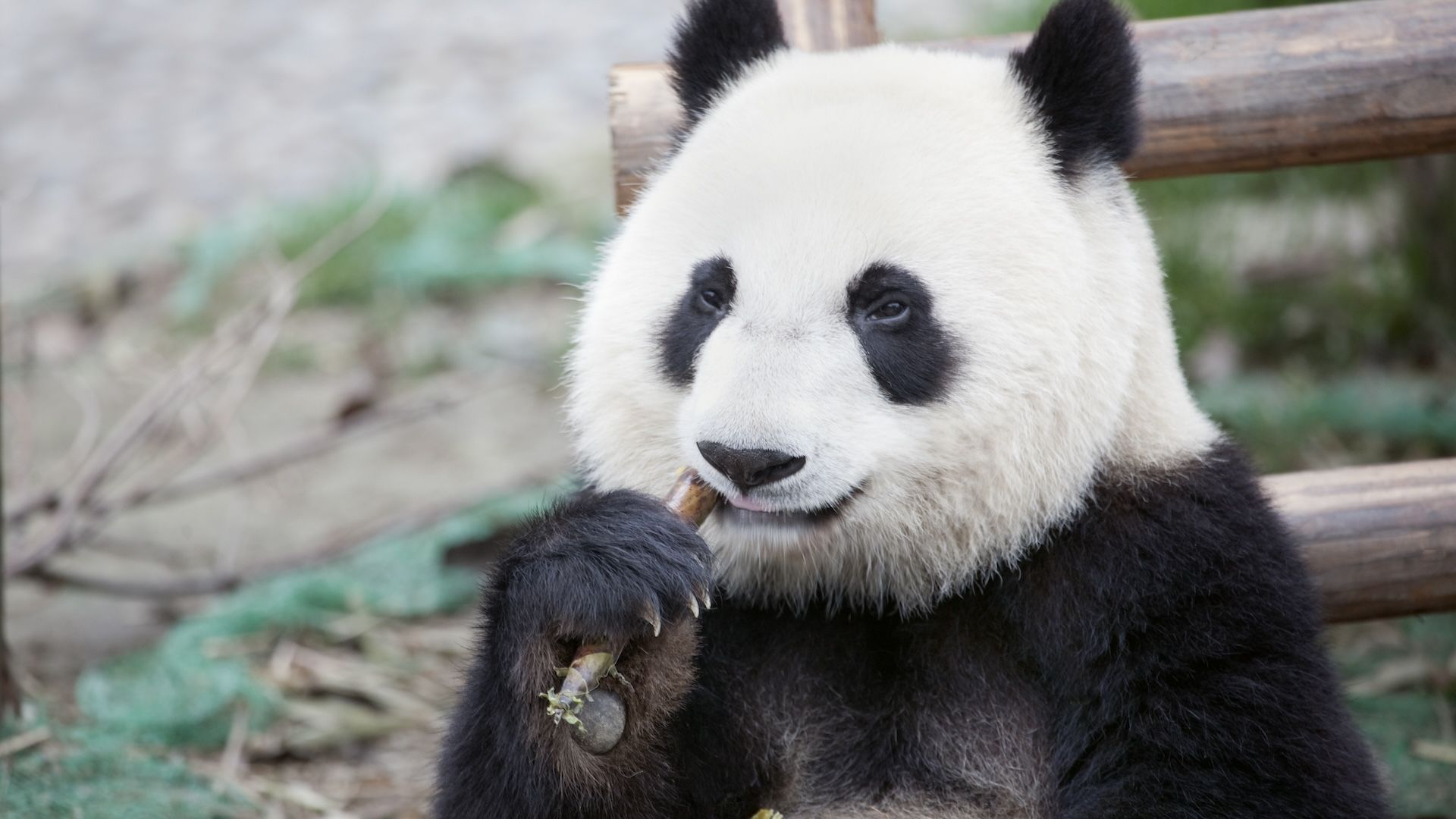 Do pandas eat anything besides bamboo?
