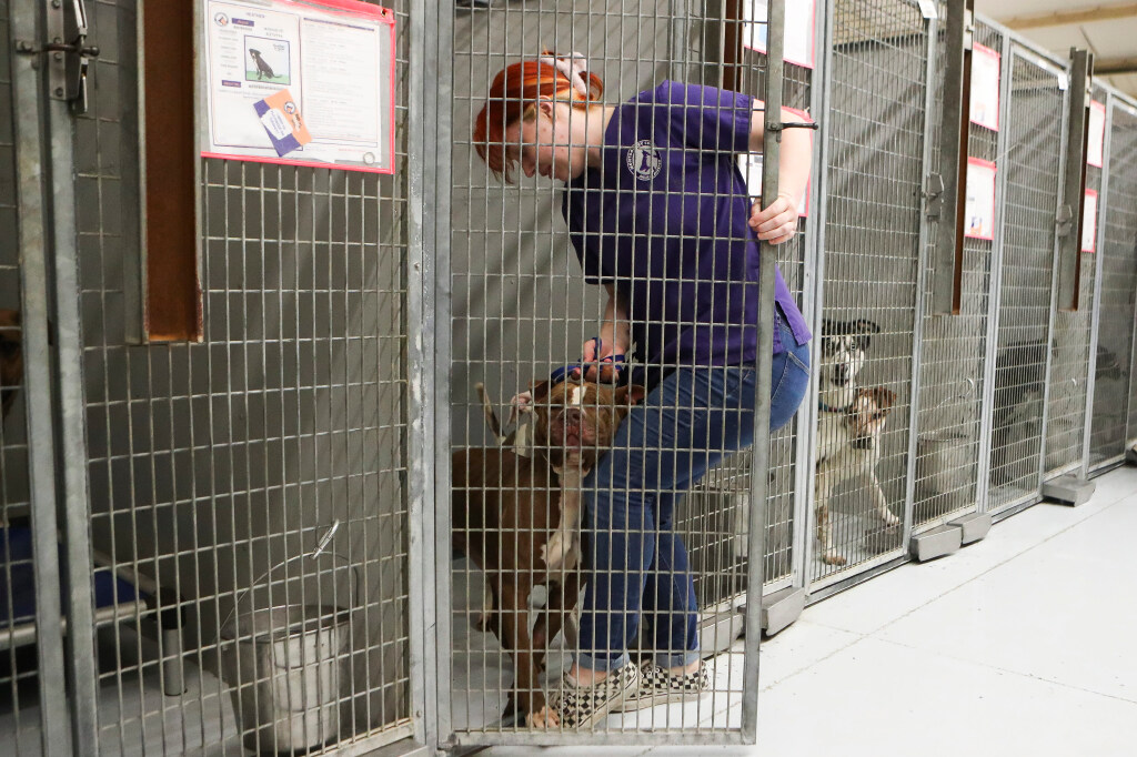 Montgomery County animal cruelty officials predict 300 cases this year ...