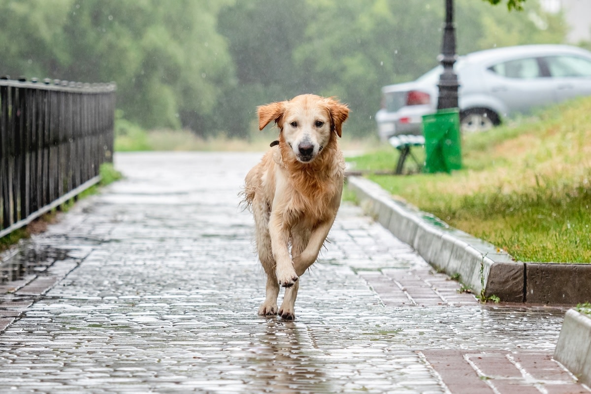 Golden Retriever Nicknamed ‘Thunder Paws’ Zooms Up the Best Storm