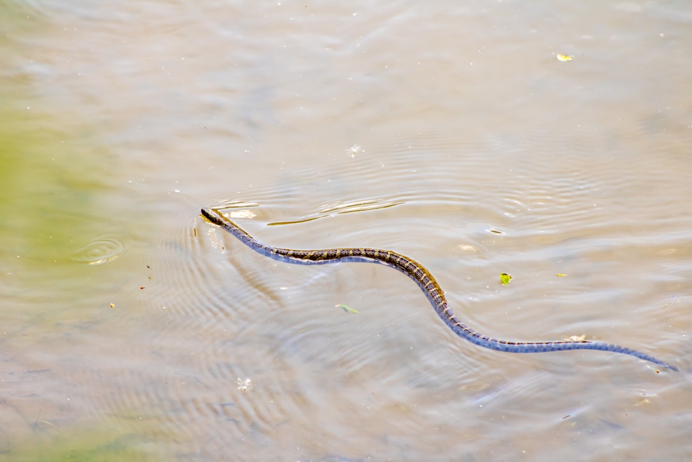 7 Shocking Snake Facts From Why There Are None in Ireland to the Truth ...