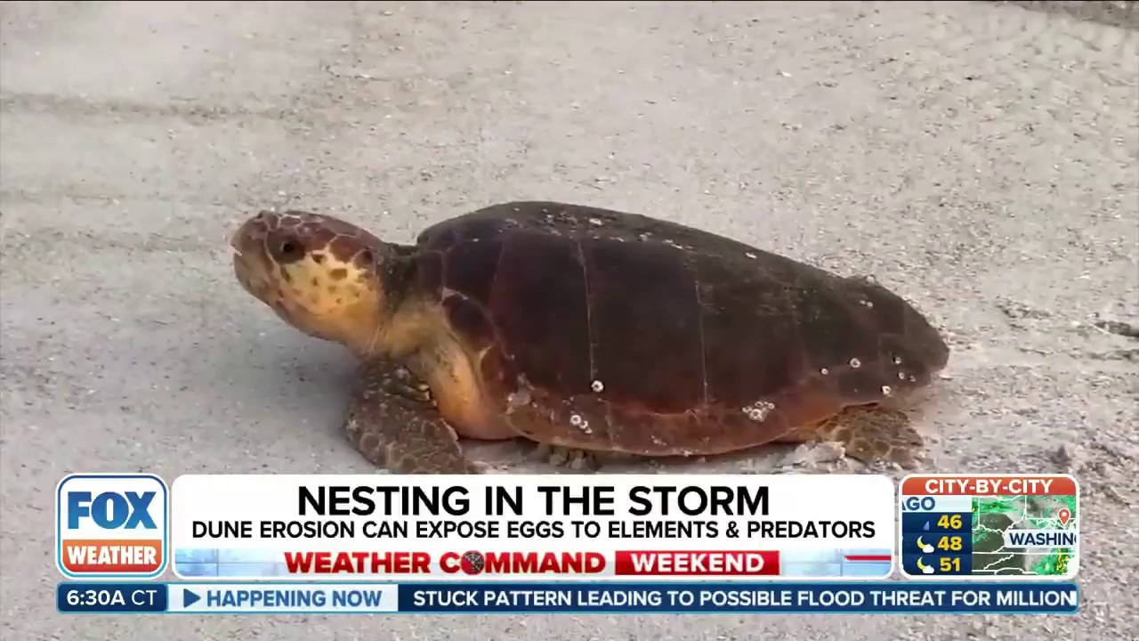 Atlantic hurricane season overlaps with sea turtle nesting, hatching season