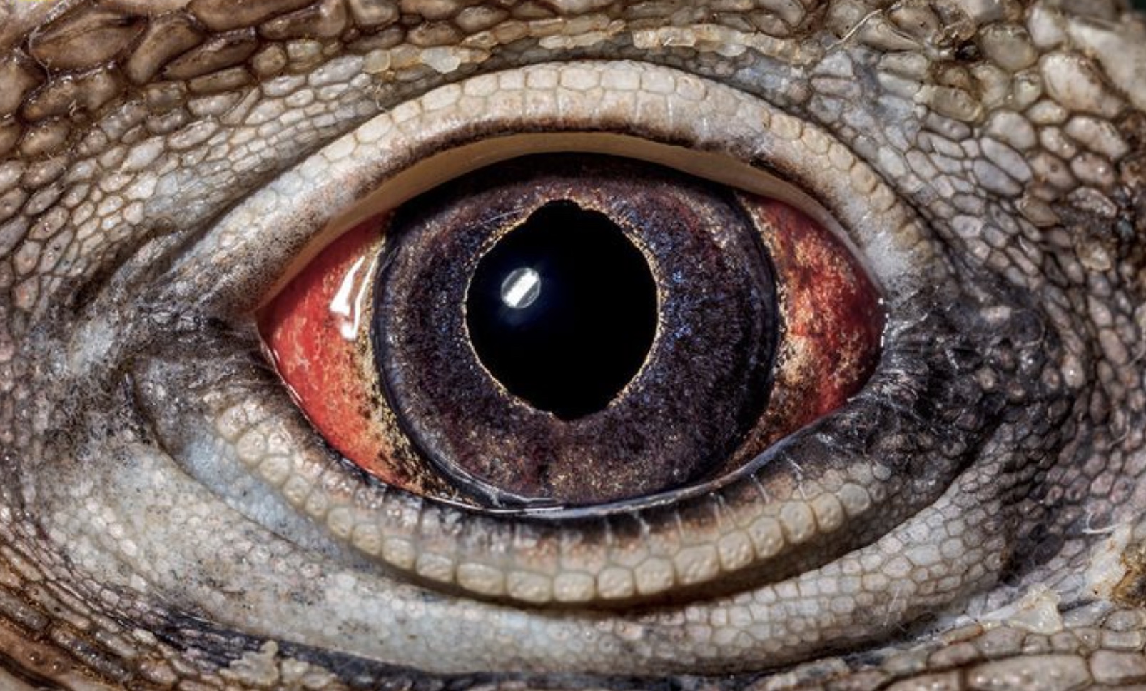 Close-Ups of the Animal Kingdom's Craziest Eyes