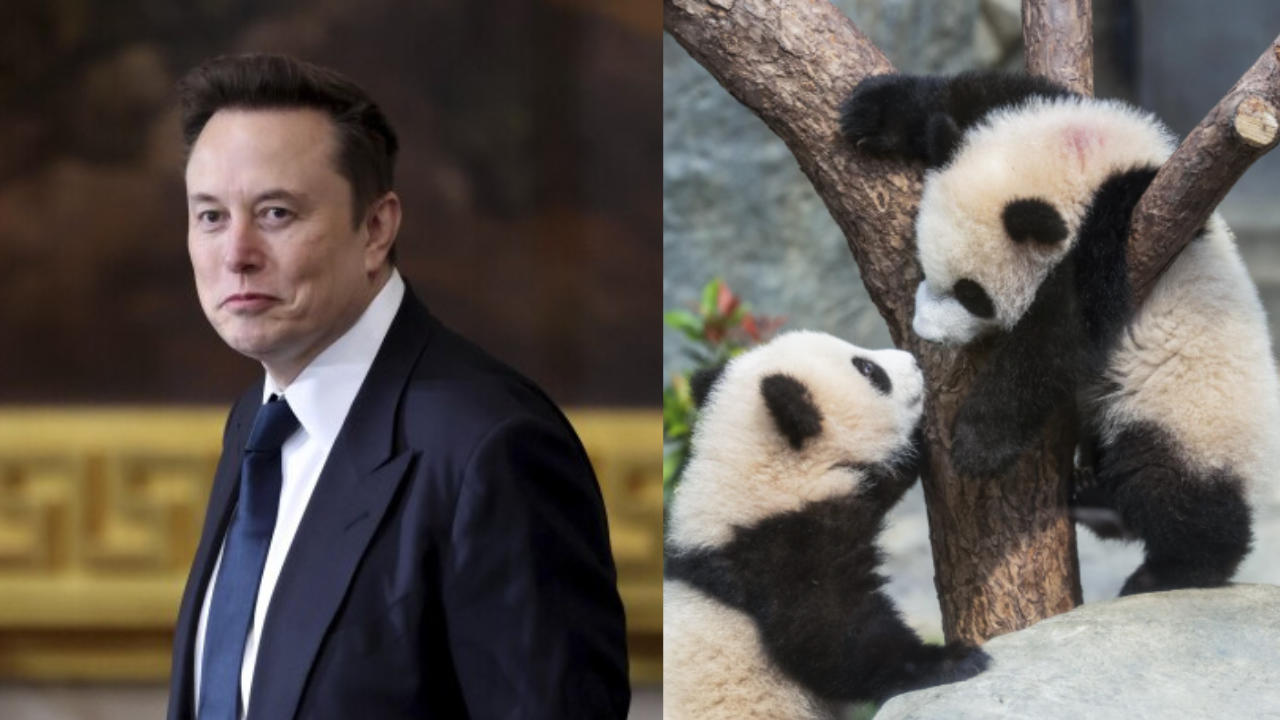 Why Did Elon Musk Go On A Rant About A Huge 'Baby Panda Fraud'?