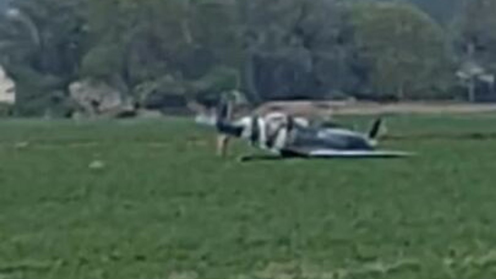 Spitfire crash lands in Kent field