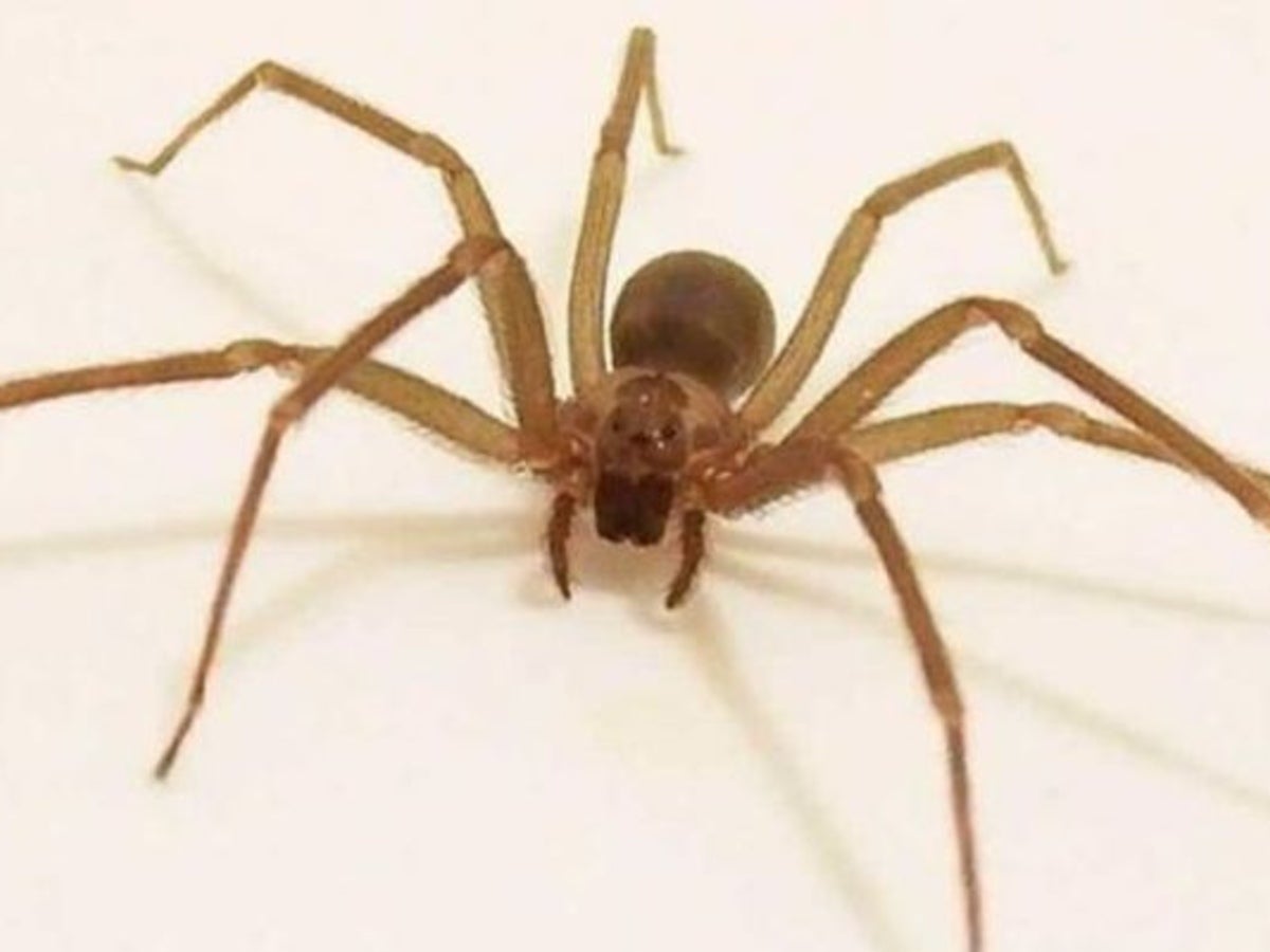 ¿Cómo saber si te mordió una araña violinista y sus síntomas?