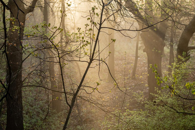 Viewer Photos of the Month: April 2025