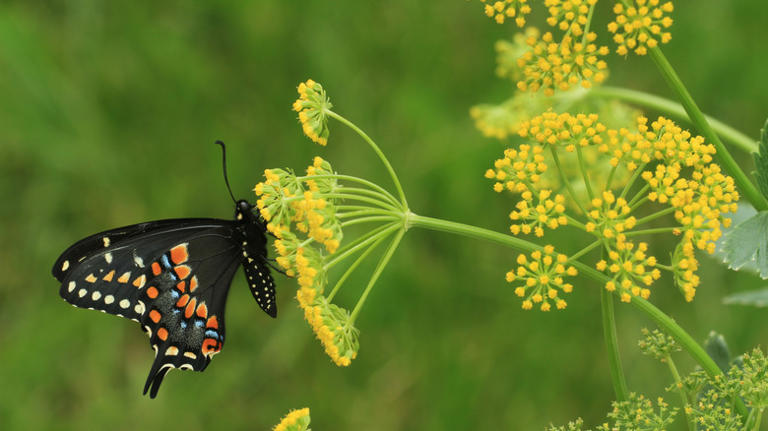 The Hummingbird-Favorite Flower That'll Bring All Kinds Of Pollinators ...