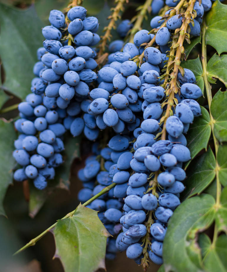Evergreen shade plants can instantly illuminate dark corners of a yard ...