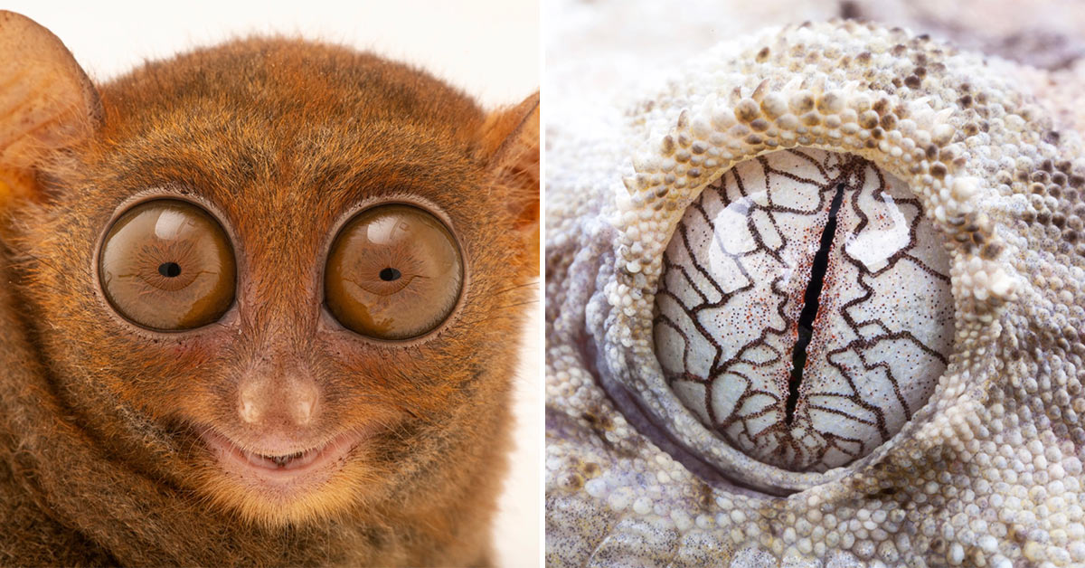 Close-Ups of the Animal Kingdom's Craziest Eyes