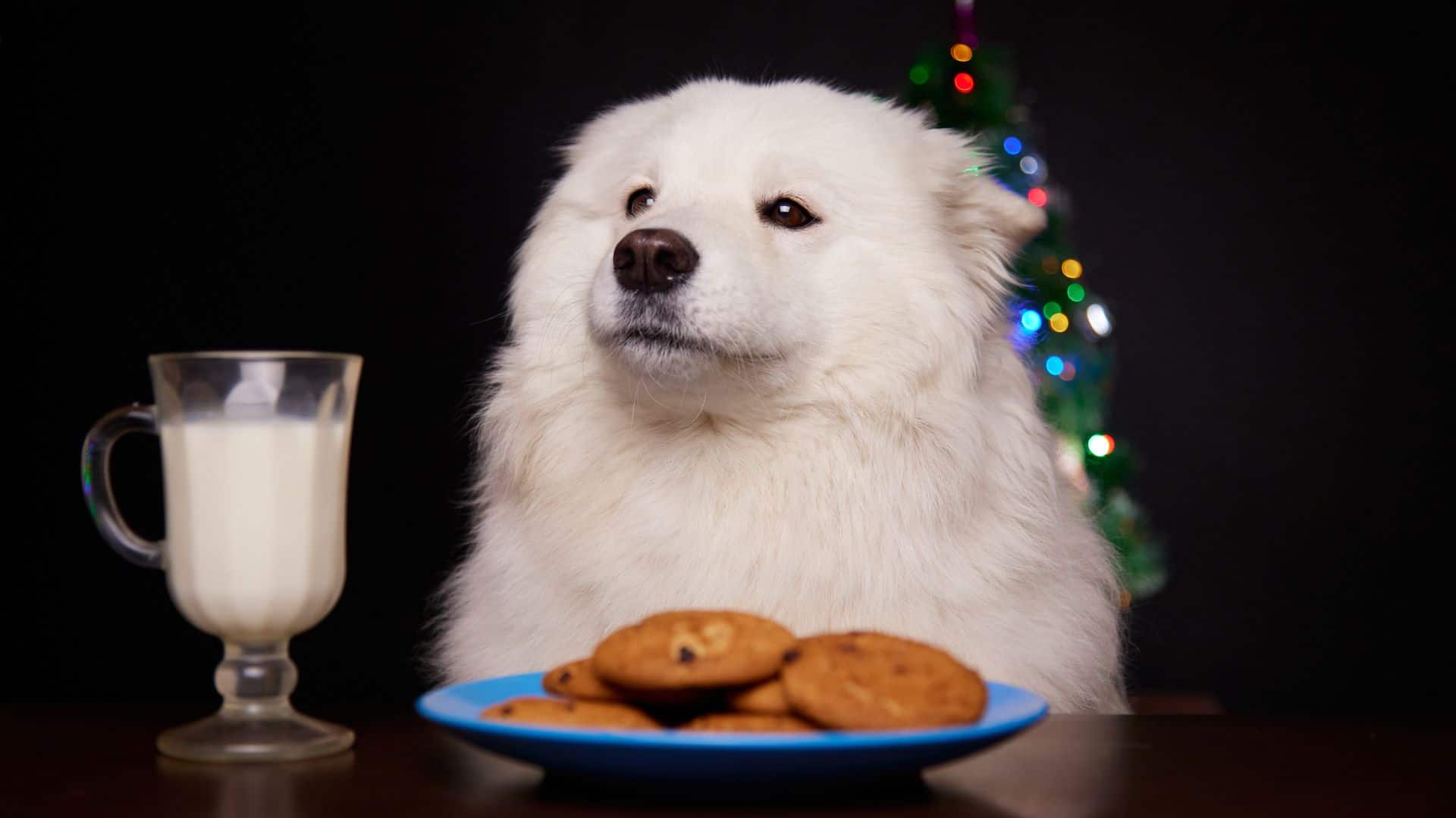 Dog Owners Take Note 11 Foods That Are Safe To Share And 2 You Should