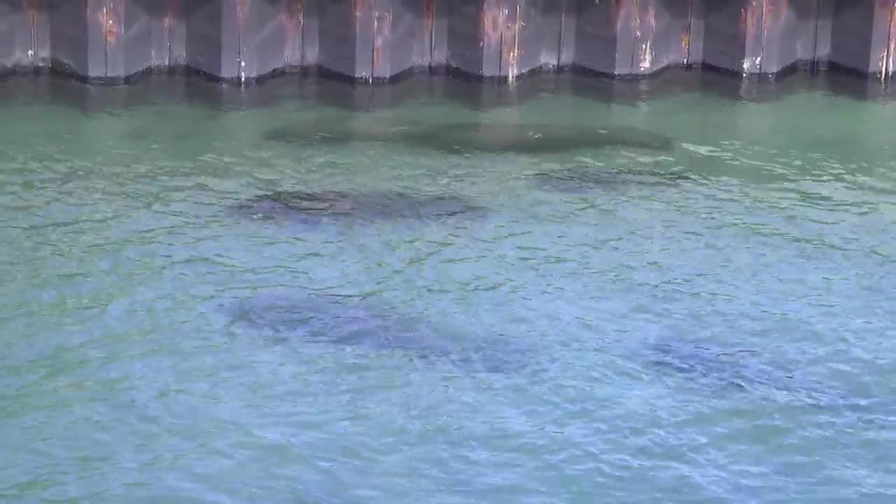 Conservation group fighting to save manatees from starvation
