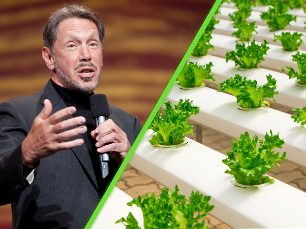 Larry Ellison tenía la idea de alimentar a miles de personas sembrando ...