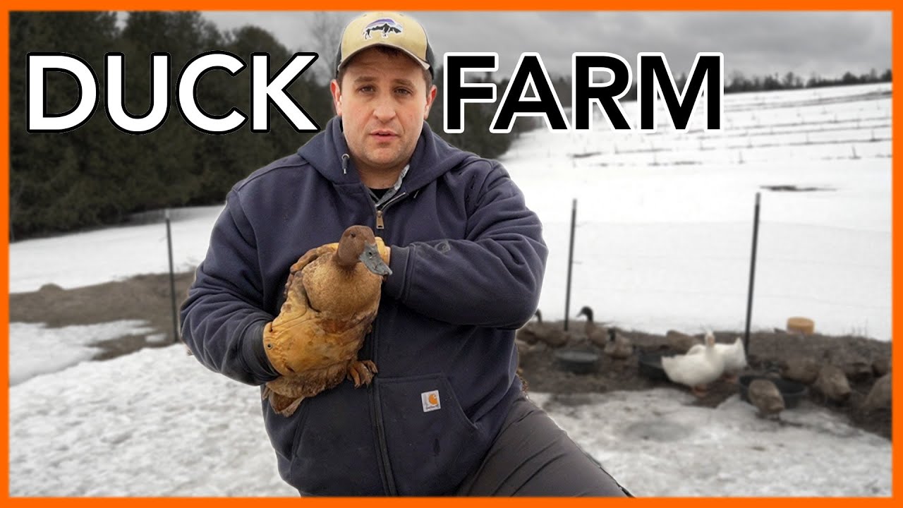 What I wish I knew before starting a duck farm