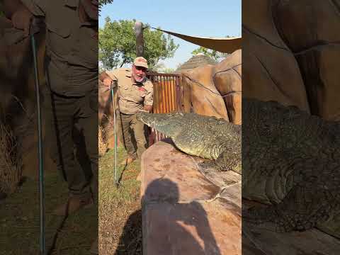 Jay Prehistoric Pets - MSN