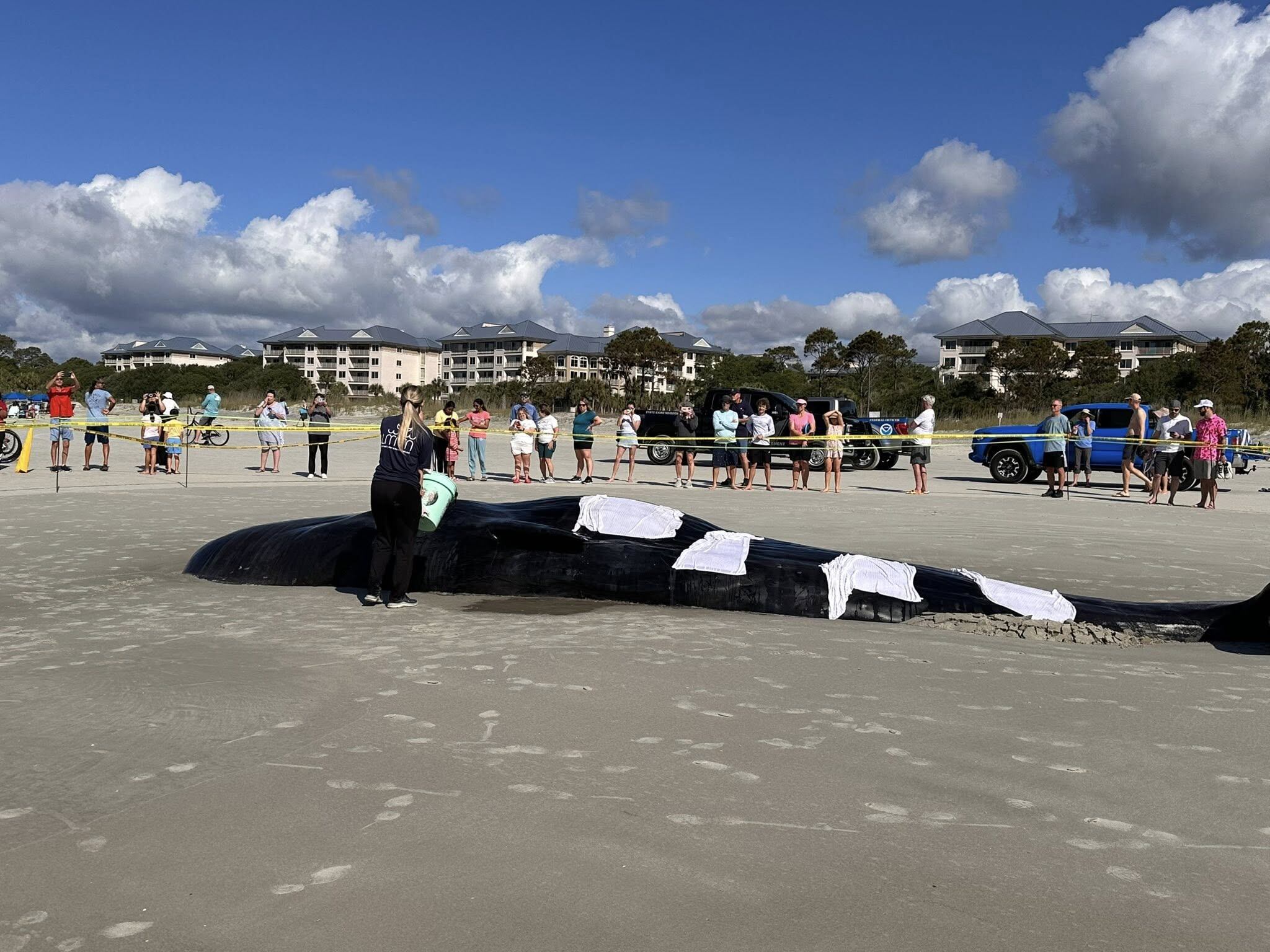 Beached sperm whale spotted on Hilton Head Island