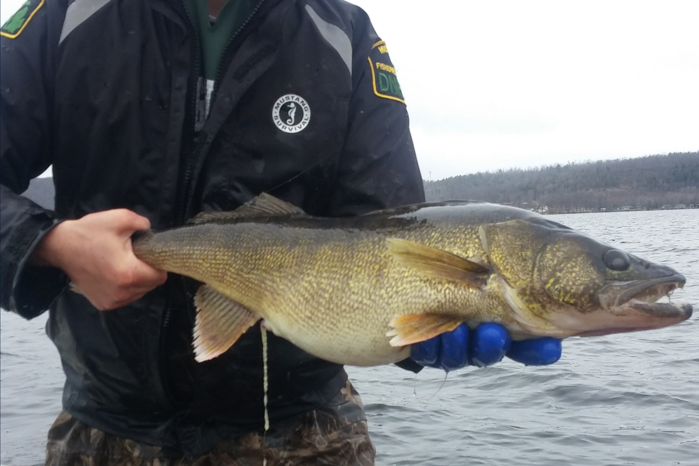 Fisheries crews prepare for walleye spawning