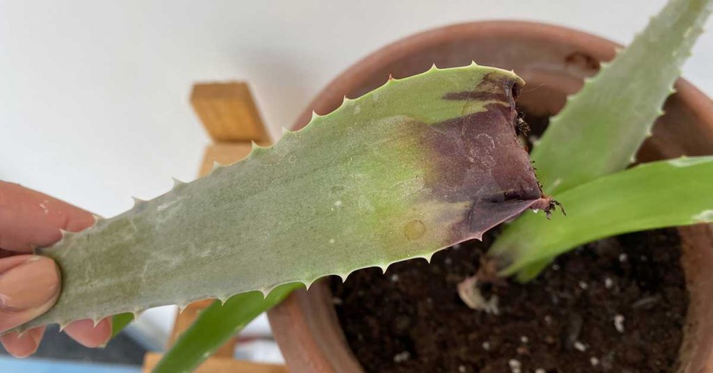 These 10 Signs Could Mean Your Aloe Plant Needs More Water