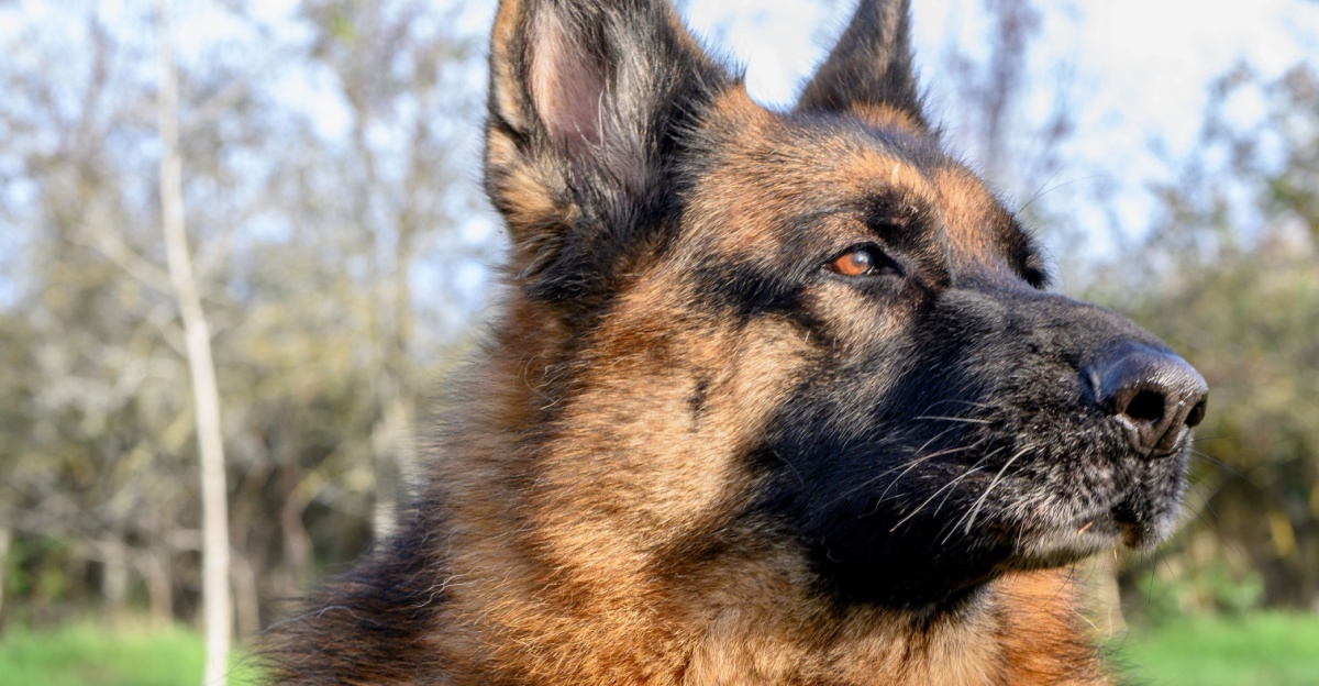 New Study: Your Dog Might Understand More Than You Think