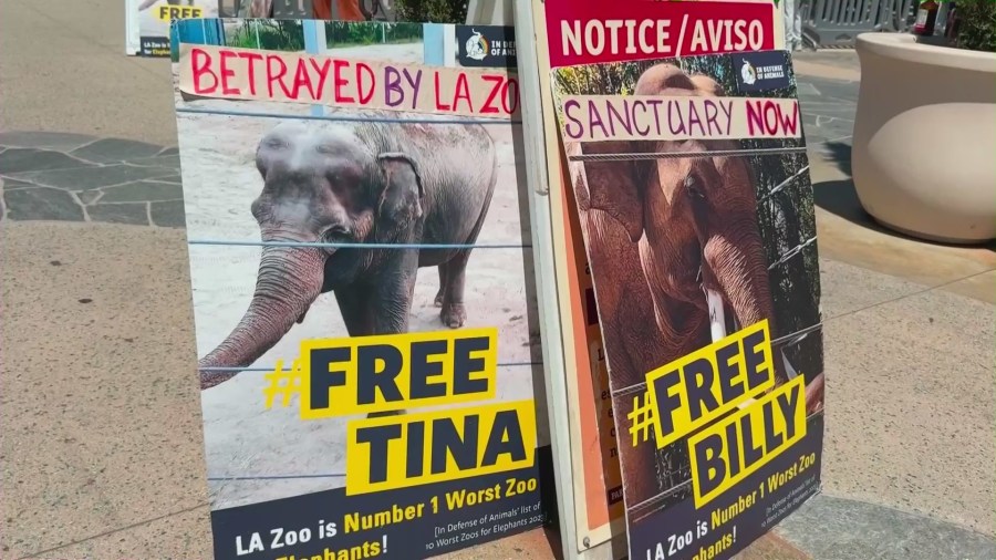 Whereabouts of L.A. Zoo elephants Billy and Tina unclear