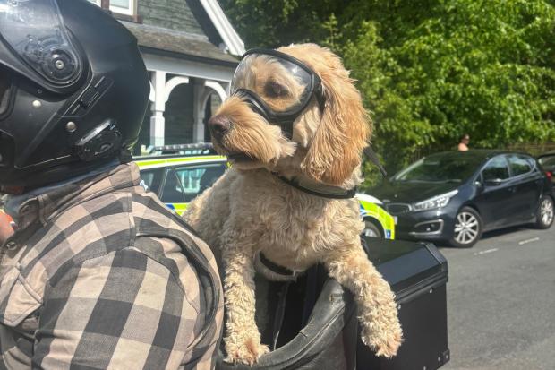 Police meet 'gorgeous' pillion dog in Keswick
