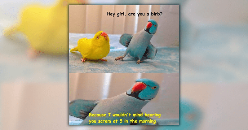 22 Coo-Coo Parrot Memes for People Who Want to Scream This Monday