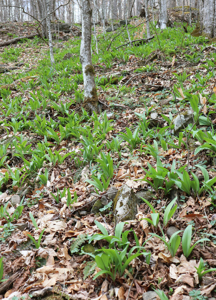 Ramp Leaf Oil: Like Green Gold in the Kitchen