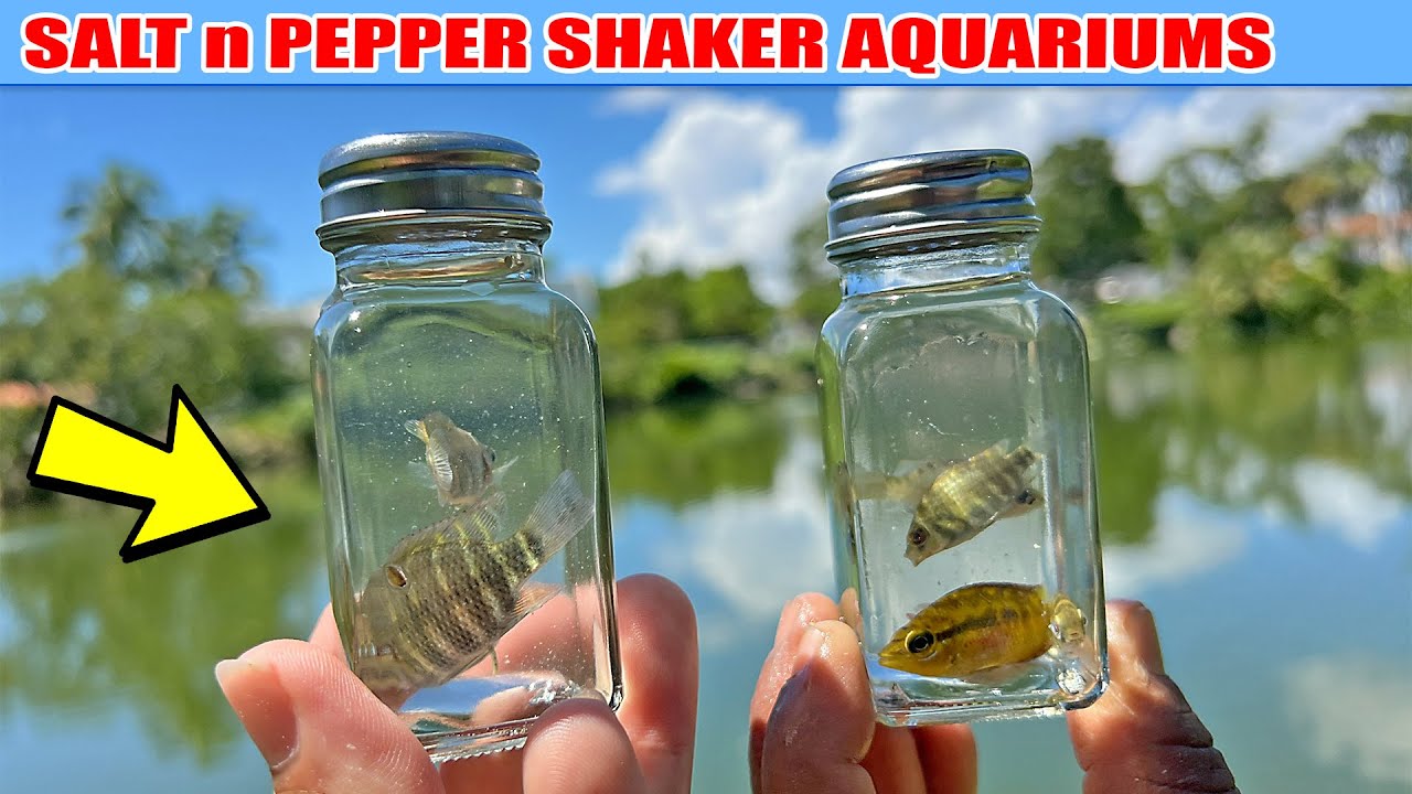 Salt n Pepper Shakers Turned Fish Tanks! Tiny Aquariums You Have to See