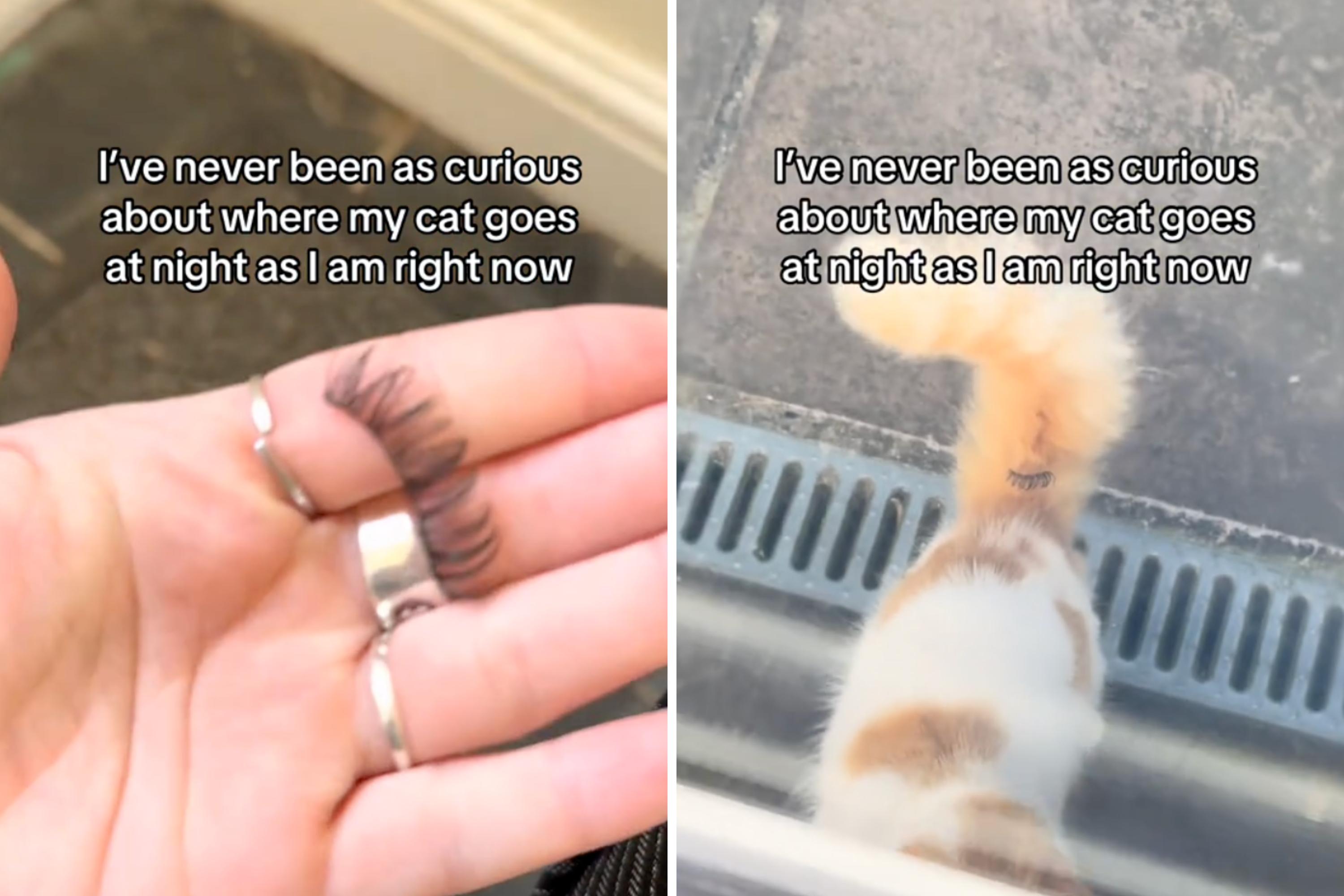 Mystery of Where Cat Has Been Goes Viral: 'Serious Explaining to Do'