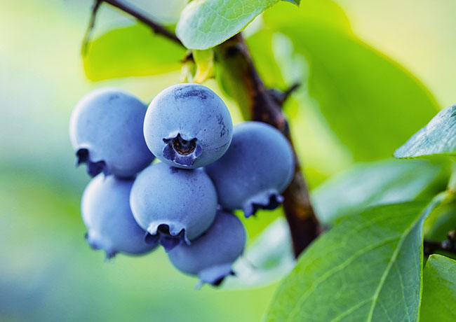 6 Hydrating 'Powerhouse' Fruits Everyone Should Be Eating