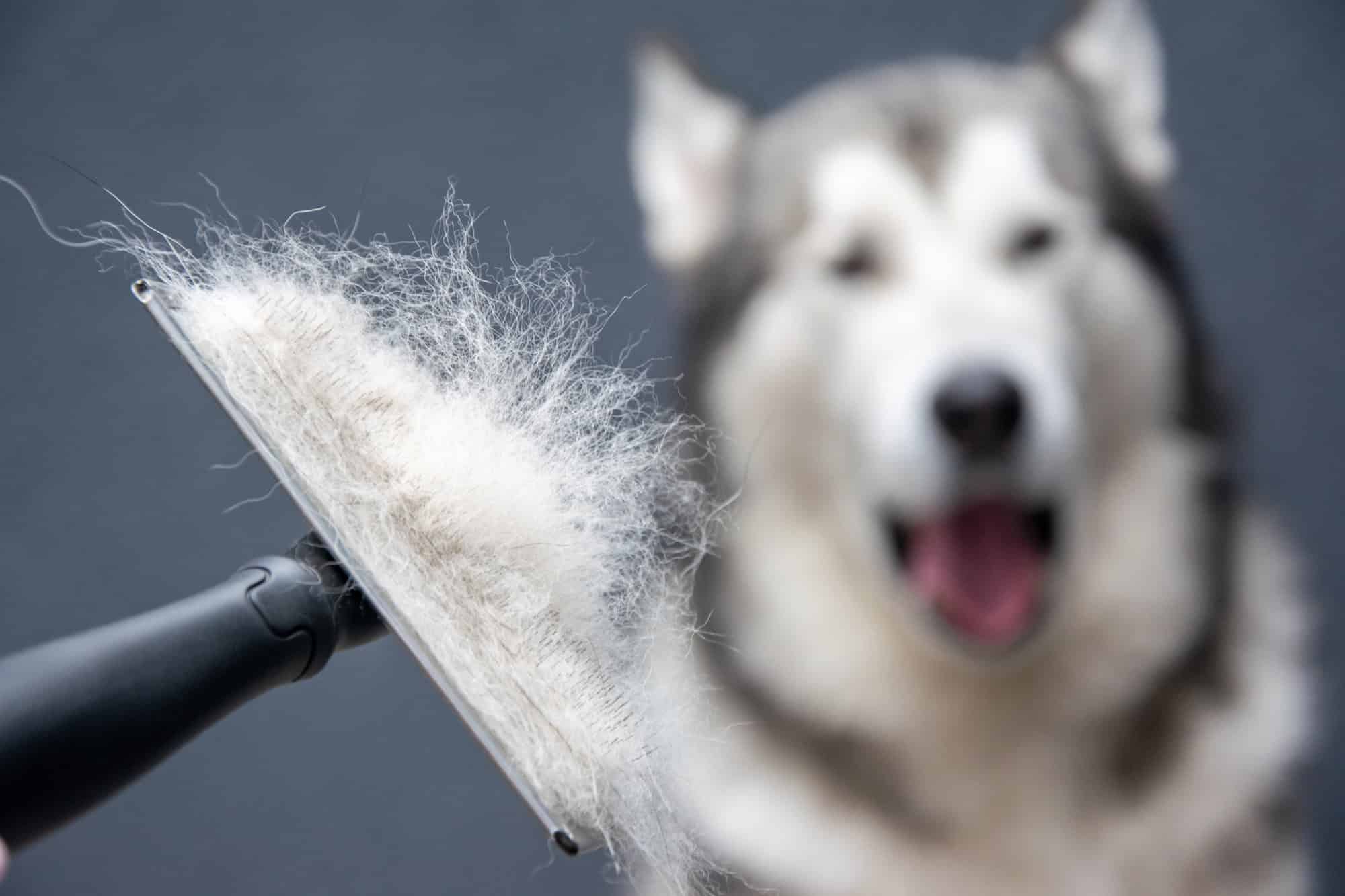 Warning: These 16 dog breeds will cover your life in fur