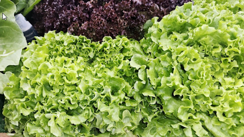 Arthritis - The Health Benefits of Lettuce