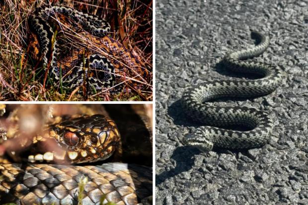 Six times venomous adder snakes have been spotted in County Durham this ...