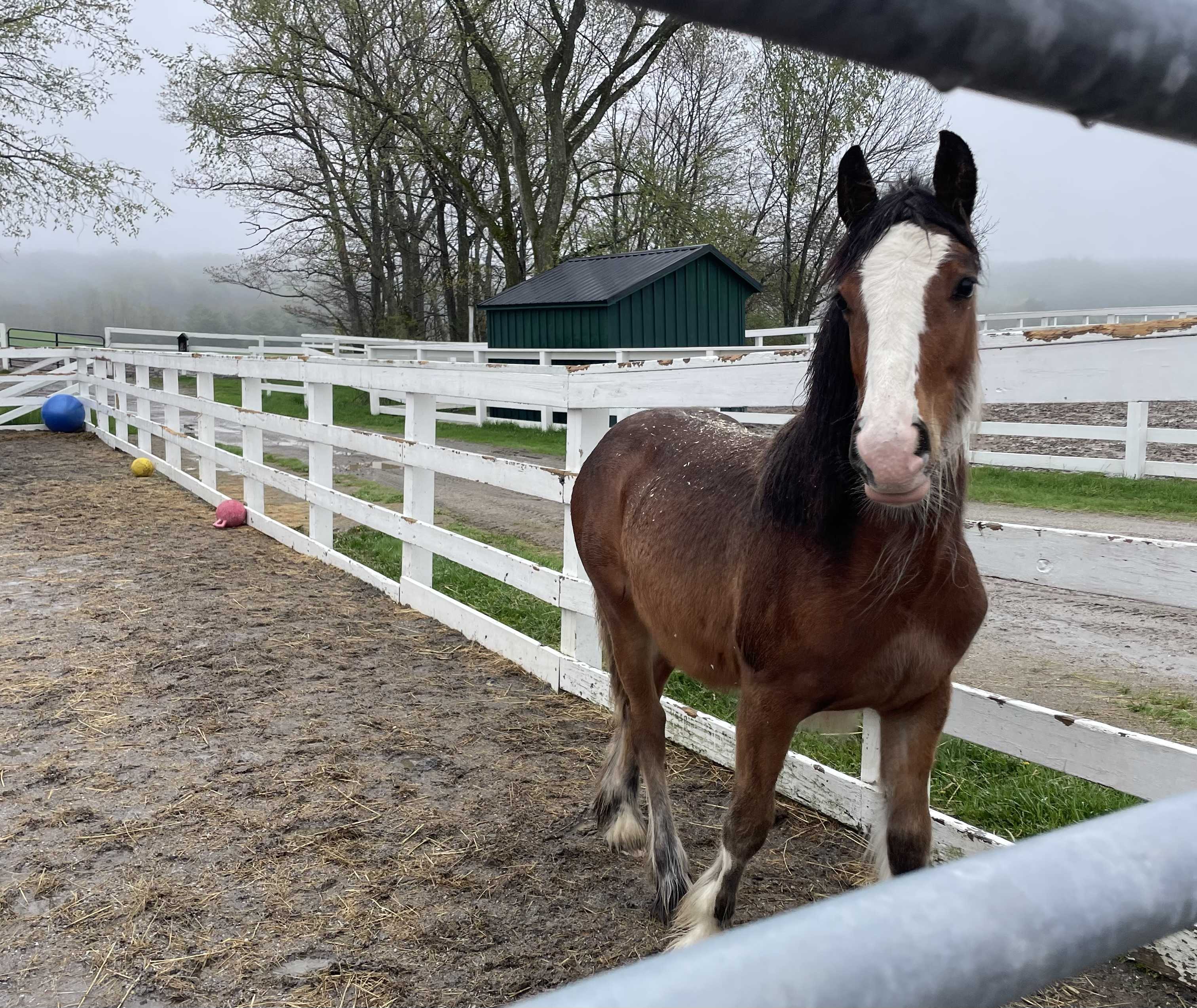 MSSPA helping horses through rehabilitation, rehoming