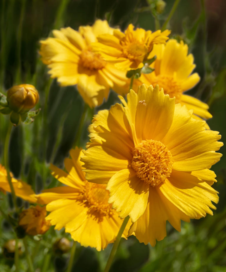 Plants that moles hate – 5 species that will stop underground critters ...