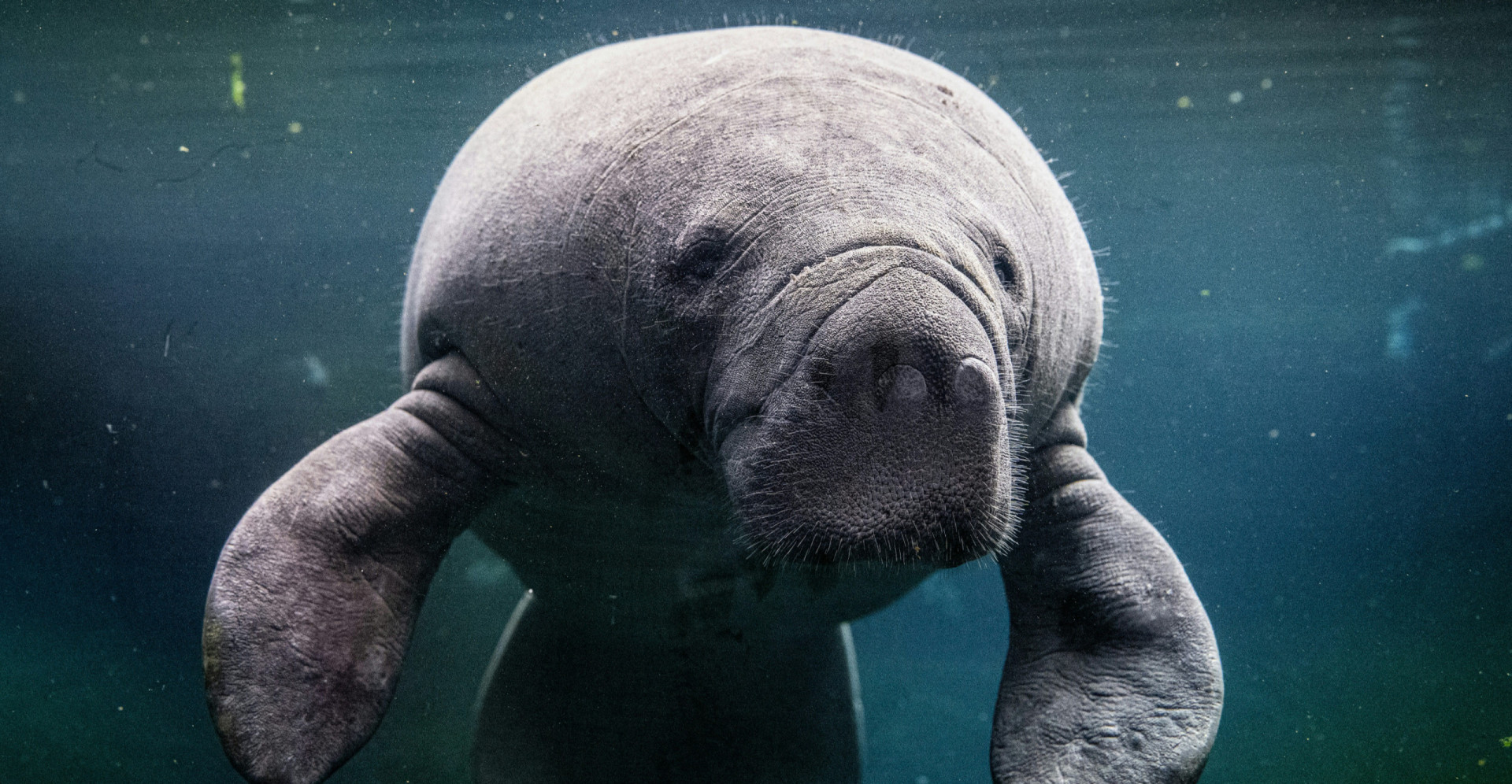 Amazing facts about aquatic animals