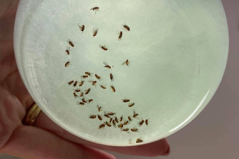 Simple fruit fly trap using just three easy home ingredients