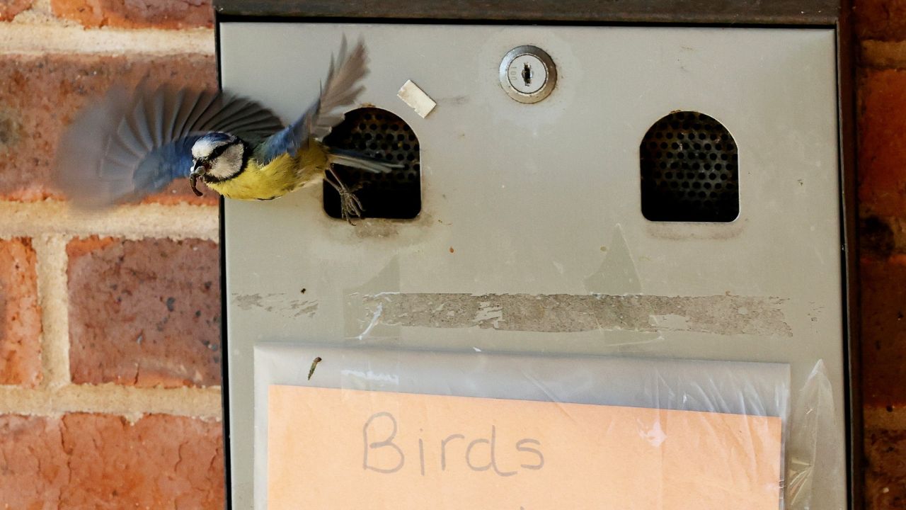 Blue tit family set up home in ashtray outside village hall