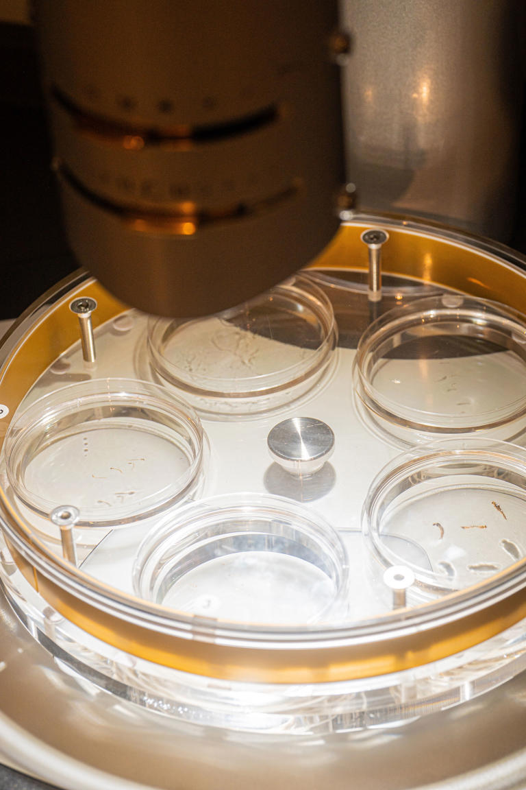 Florida kids love this mosquito center. Just don’t call it a museum.